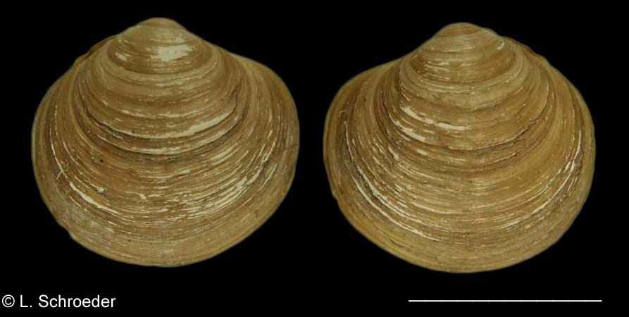 Bivalves - Trapezidae, Ungulinidae, Kelliellidae, Vesicomyidae